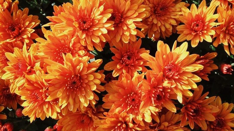 Plant List - Annuals, Shrubs, Succulents, Perennials, Tropicals, Mums